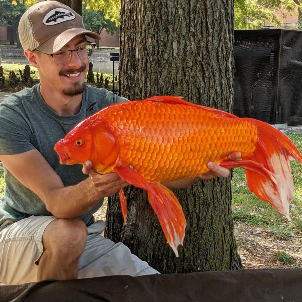 Giant goldfish found in US Lake Erie Pennsylvania - BBC Newsround