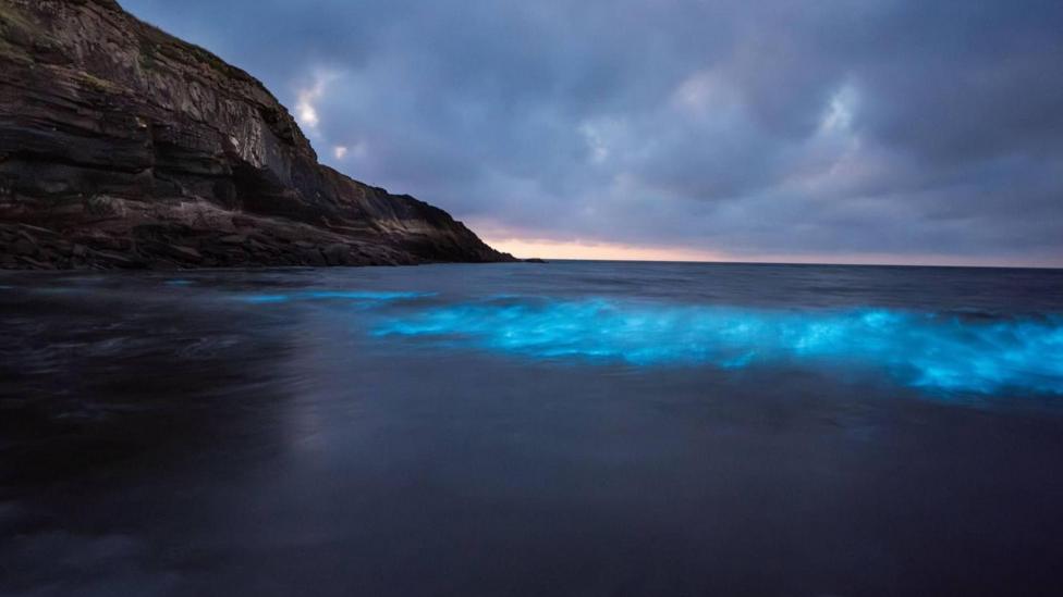 Bioluminescent plankton light up the south Wales coast - BBC News