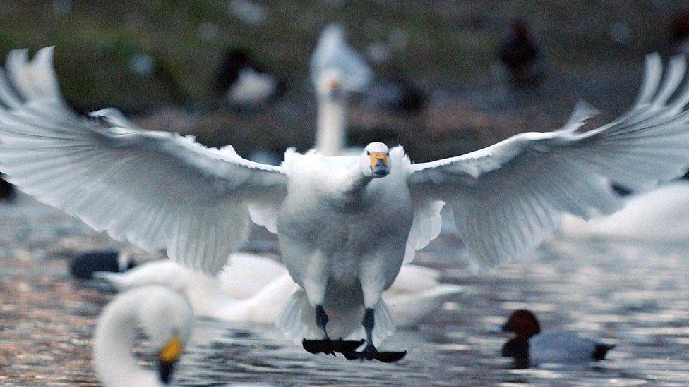 Cambridge swans to be protected during River Cam summer races - BBC News