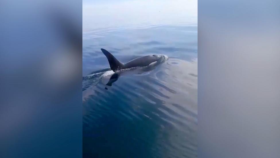Orca visits to Northumberland coast are increasing, say experts - BBC News