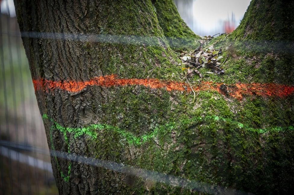 HS2: Moving ancient woodland habitat for rail line flawed, ecologists ...