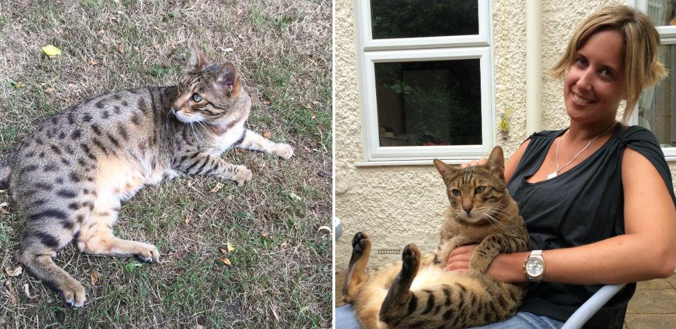 Chelmsford 'Beast of Broomfield' could be pet cat - BBC News