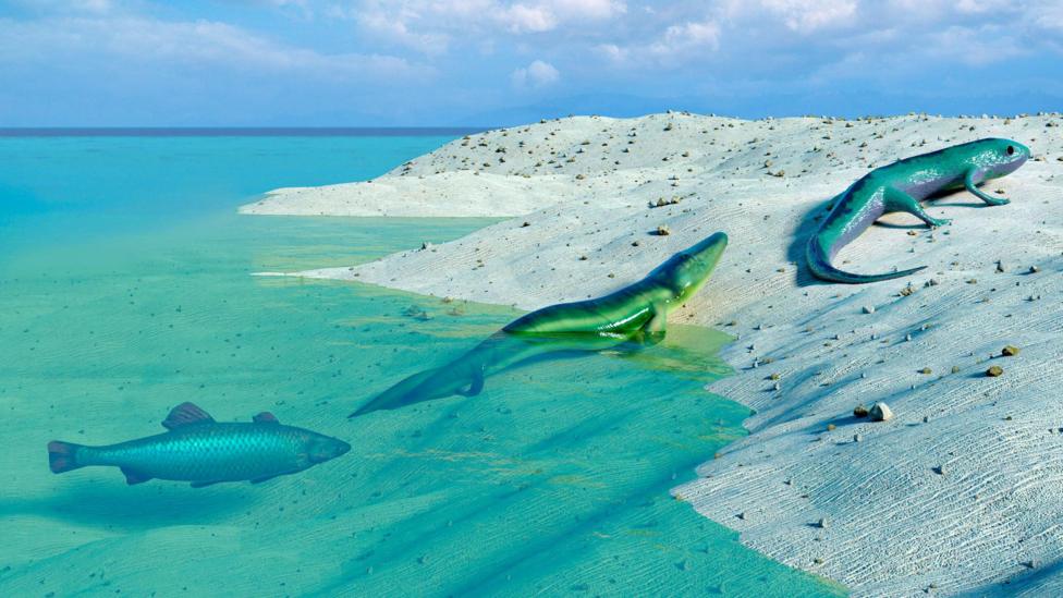 What does this walking fish reveal about evolution? - BBC Newsround