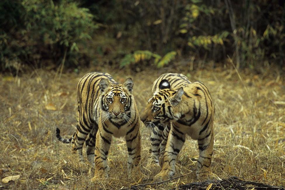 India's tiger population doubles in a decade offering key lessons - BBC ...