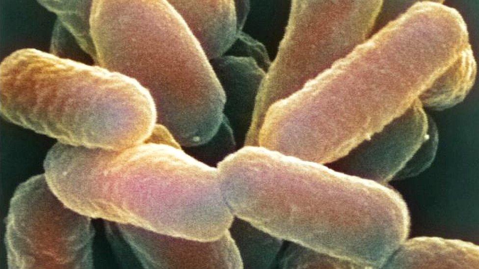 Lancashire farm shop admits causing E. coli outbreak - BBC News