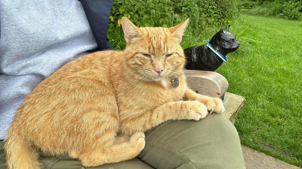 The feline that sits quietly near an Ely cat memorial - BBC News