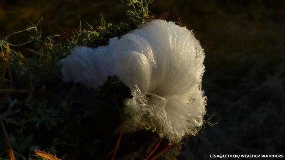 Rare hair ice spotted in Highlands - BBC Weather