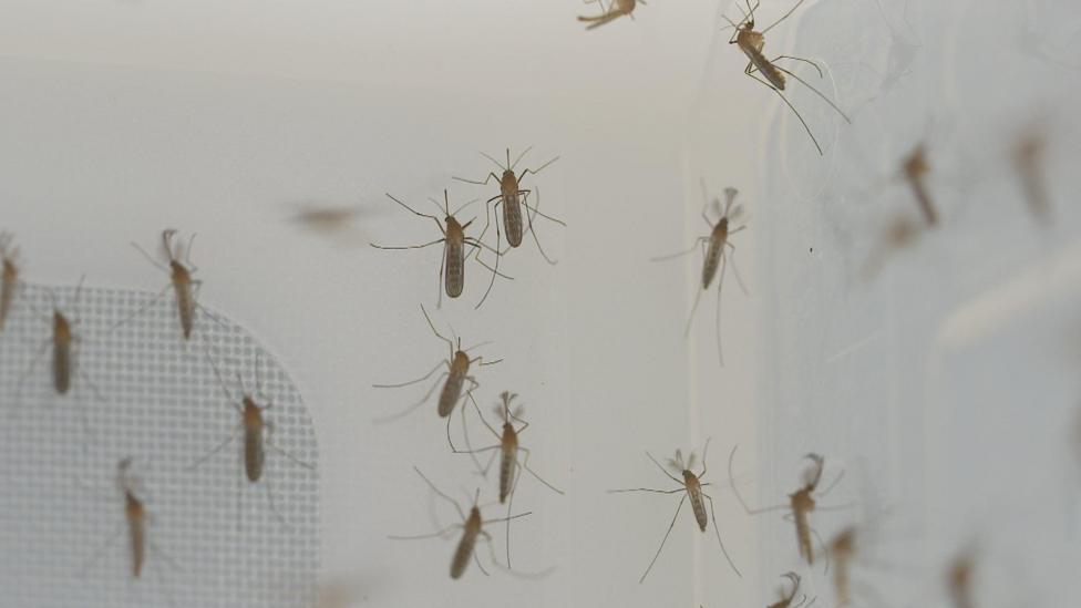 Climate change: Future disease risk from mosquitos in Scotland - BBC News
