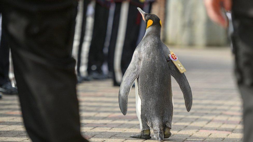 Sir Nils Olav III penguin at Edinburgh Zoo gets promotion and guard of ...