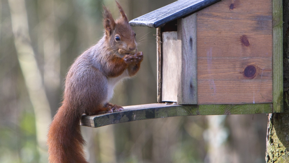 Red squirrels: Vaccine call to save animal from killer pox - BBC News