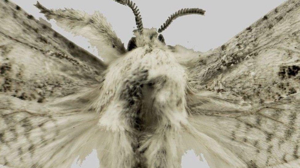 eBay hosts moth-naming auction - BBC News