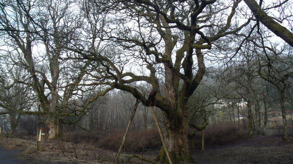 Campaign to save ancient trees from 'Macbeth woods' - BBC News