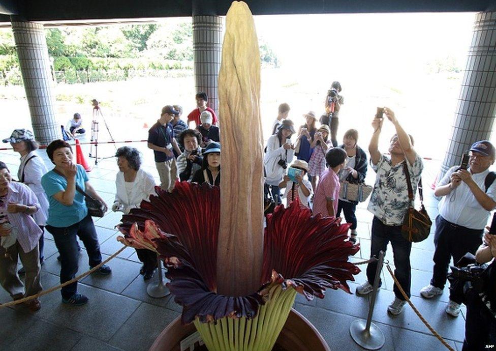 Japan: World's largest flower blooms in Tokyo park - BBC News