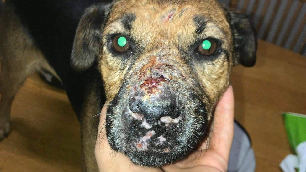 'Horrific abuser' jailed for using pet dogs to fight badgers and foxes ...