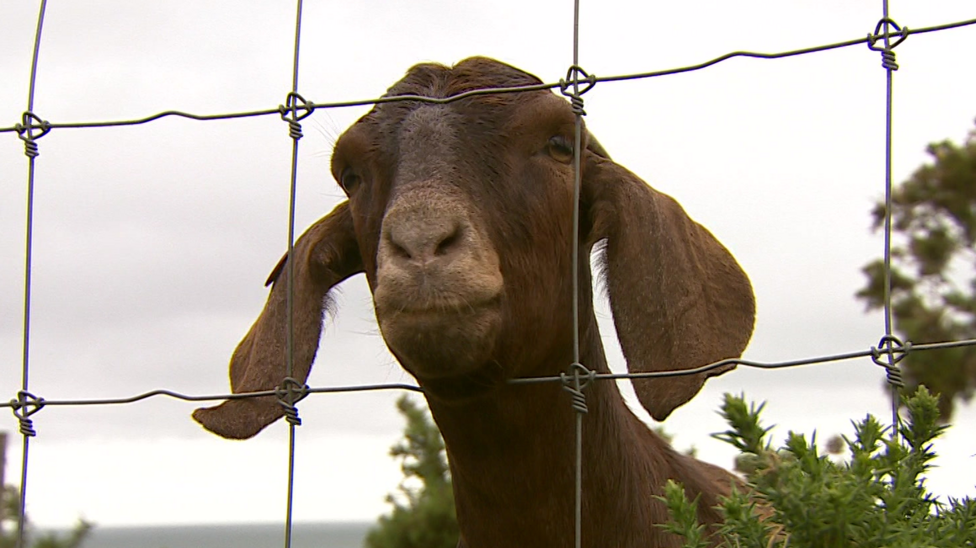 Bournemouth Goats group 'furious' after feeding calls ignored - BBC News