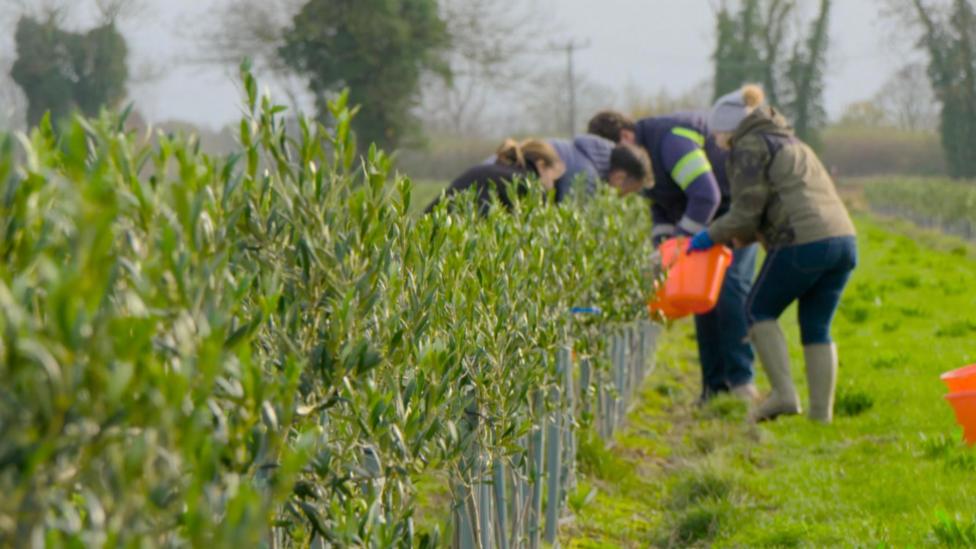 Lincolnshire farm uses climate change to grow olives at Long Sutton ...