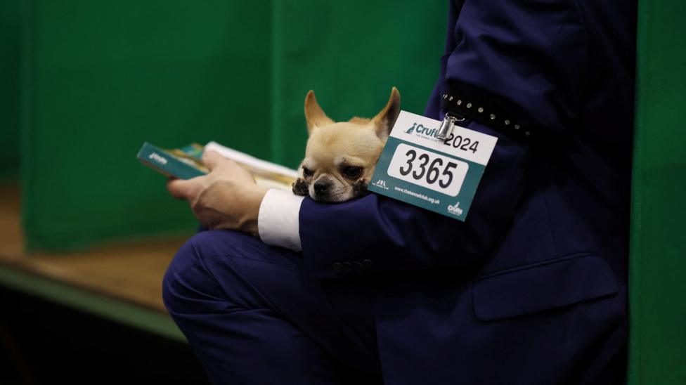 Last preparations as Crufts 2024 enters final day - BBC News
