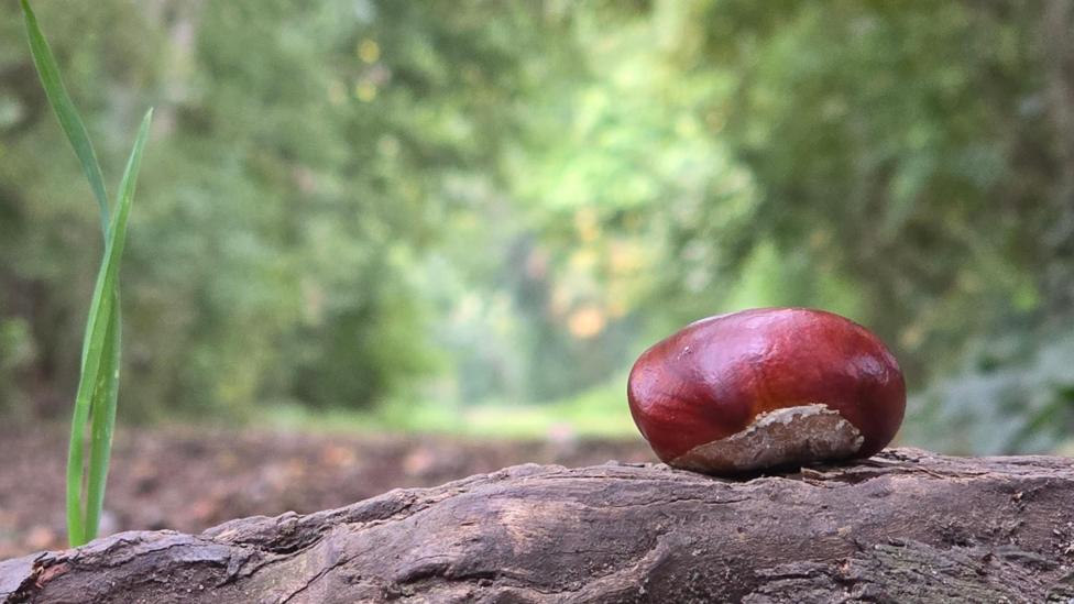 Autumn equinox 2024: When is it? - BBC Weather
