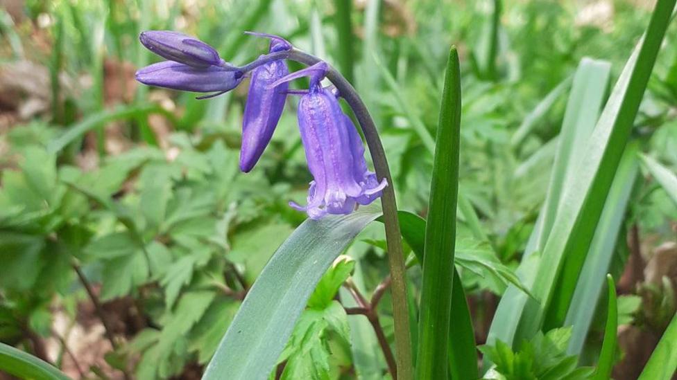 Arlington Bluebell Walk opens for 52nd year - BBC News