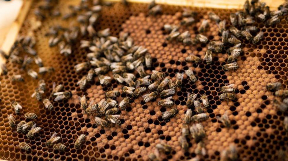'I was a paralegal for 20 years, now I'm a Suffolk beekeeper' - BBC News