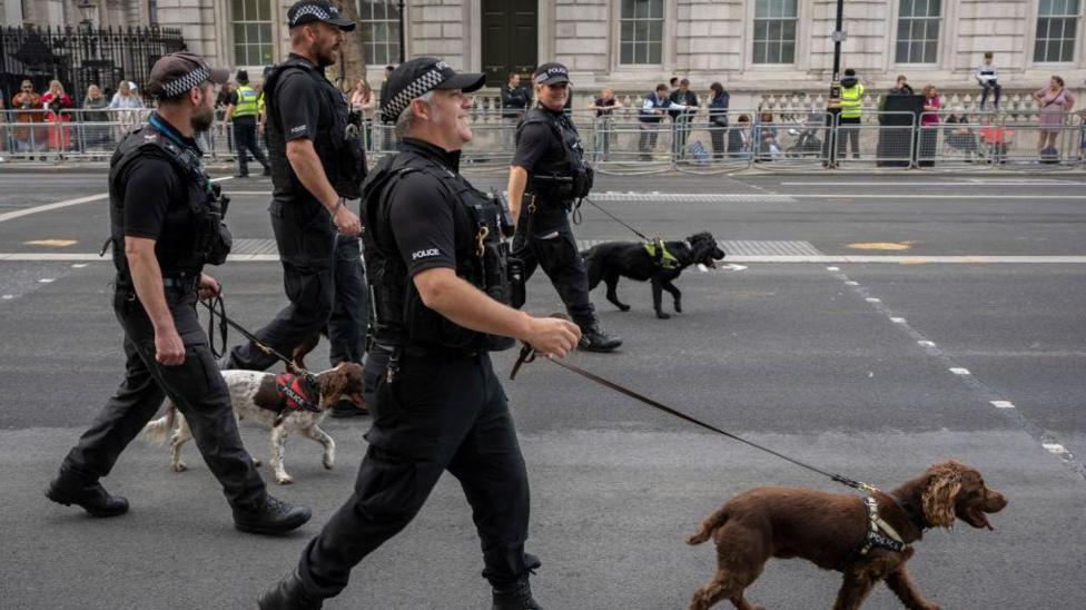 Rescue dogs: The pups who have just graduated police school - BBC Newsround