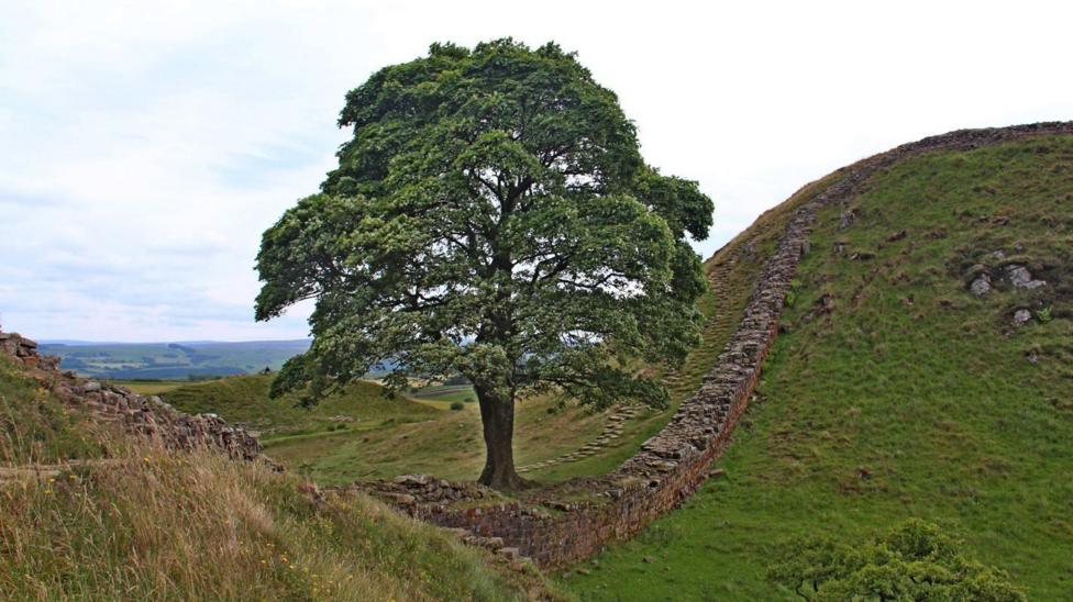 Saplings from famous sycamore tree to take root in Derbyshire - BBC News