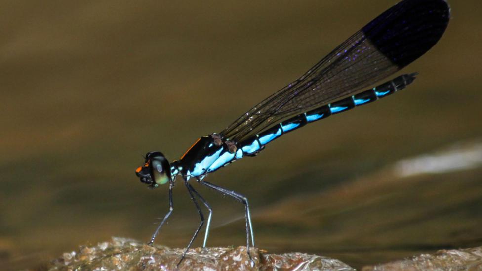 Dragonflies in distress: Scientists sound alarm in India's Western ...