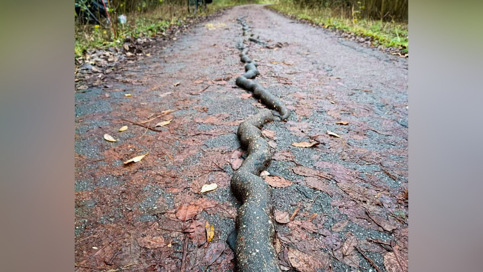 Mysterious snake formations return to York bike path - BBC News
