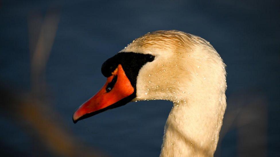 Chester-le-Street dead swans in park test positive for bird flu - BBC News