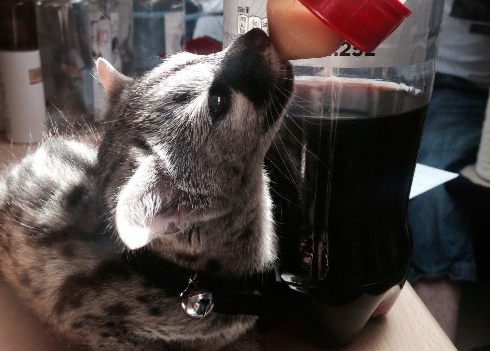 'Cat-like' genet found 200 miles from home at car depot - BBC News