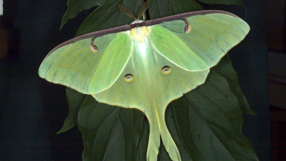 Rosy Maple Moth: The milkshake moth and other winged beauties - BBC ...