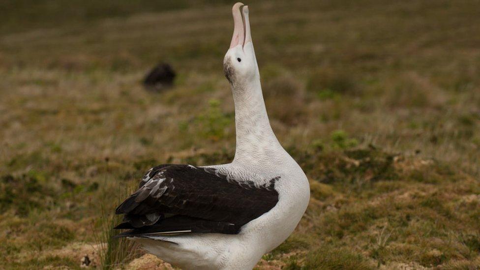 The giant albatross endangered by monster mice - BBC News