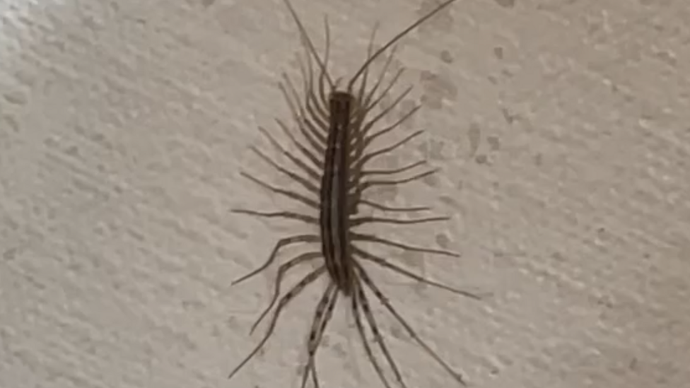 Lancashire woman finds rare venomous centipede in flat - BBC News