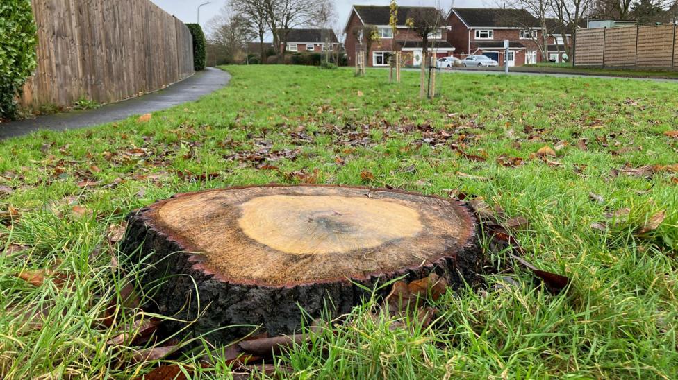 Shropshire Council sorry for wrongly felling oak tree - BBC News