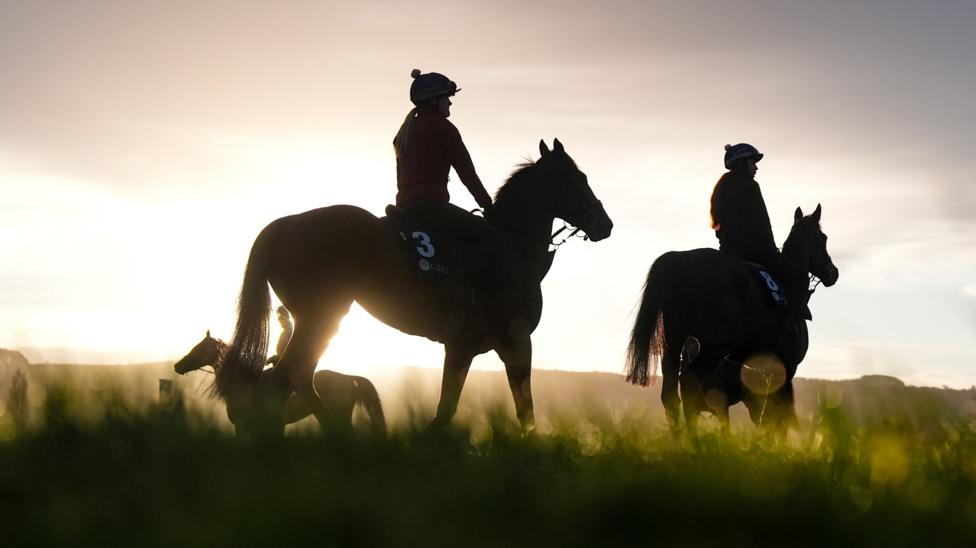 Animal charity 'boycott' Cheltenham Races as another horse killed - BBC ...
