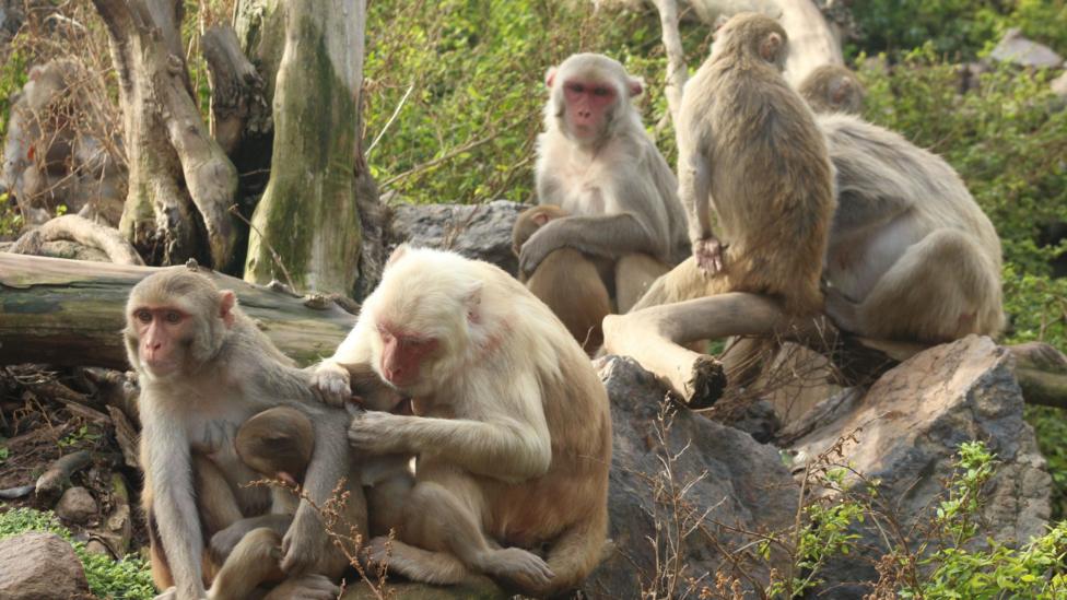 Monkeys got along better after hurricane - study - BBC News