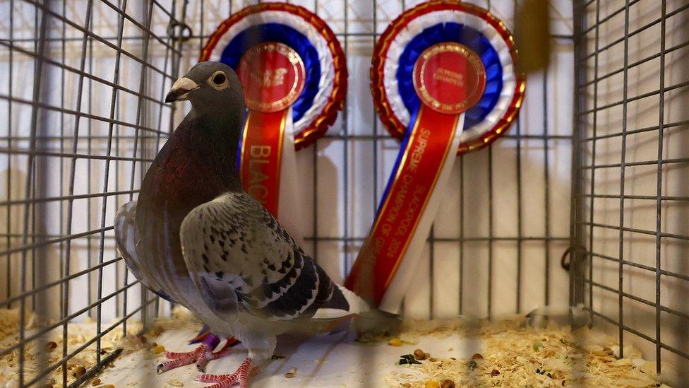 Pigeons on display at British Homing World Show of the Year - BBC Newsround
