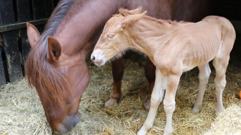 First Suffolk Punch foal born at Abbot's Hall in 100 years - BBC News