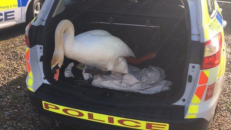 'Long neck of the law' apprehends swan on A47 near Norwich - BBC News