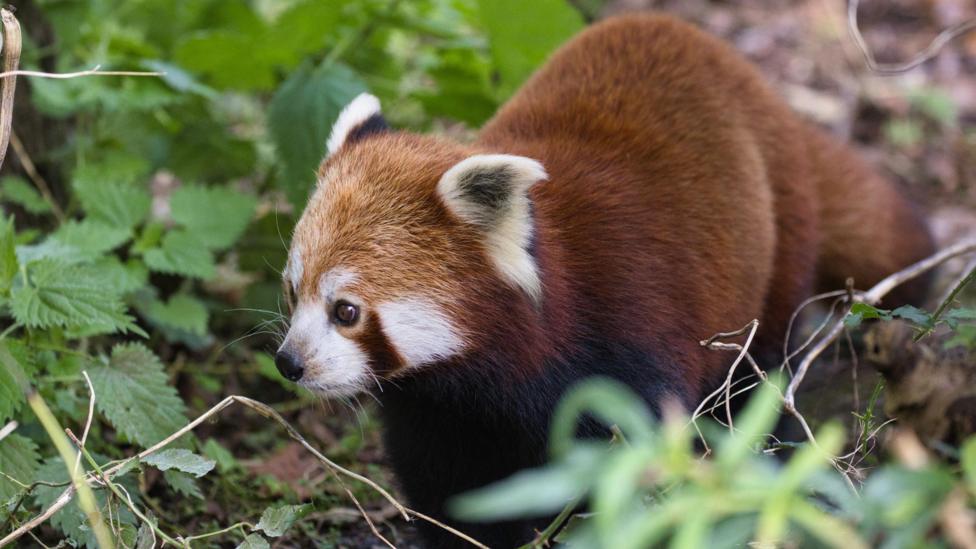 Winchester: Marwell Zoo welcomes new endangered red panda - BBC News