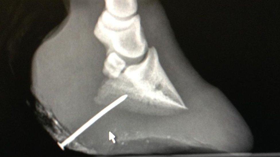 Dumped Shetland Pony named after Gemma Collins - BBC News