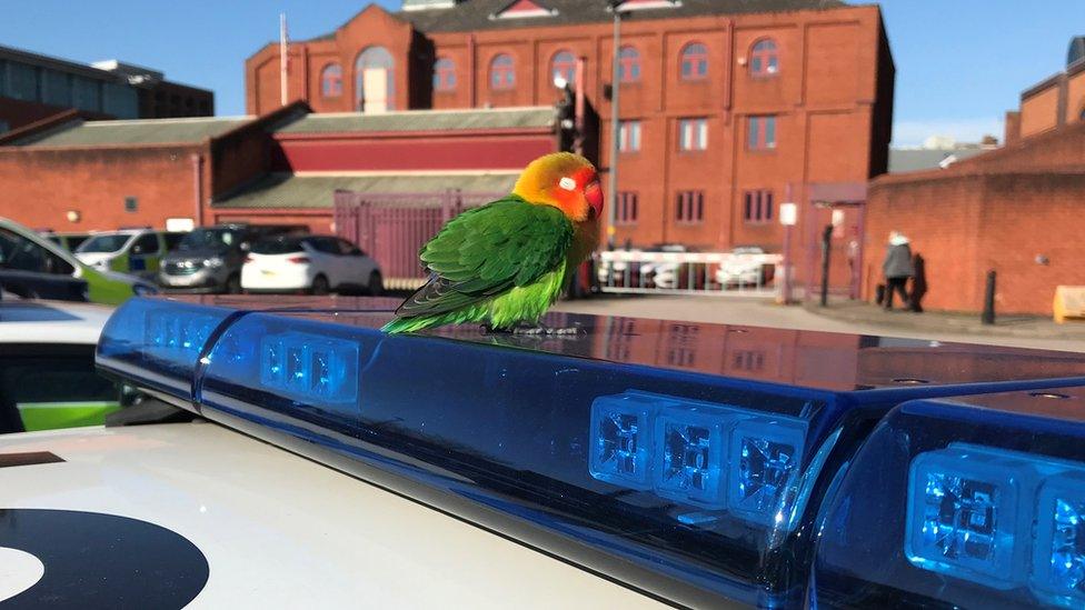 Wolverhampton police find exotic bird perched on blue lights - BBC News