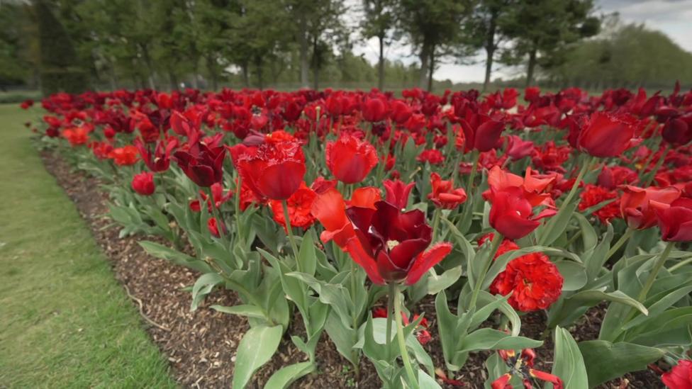 Hampton Court Palace tulips in full bloom for annual festival - BBC News