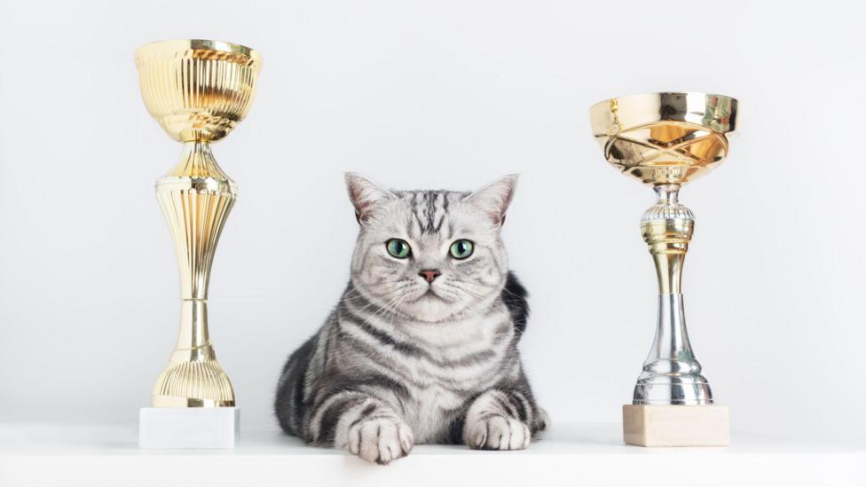 National Cat Awards: Meet some of the finalists! - BBC Newsround
