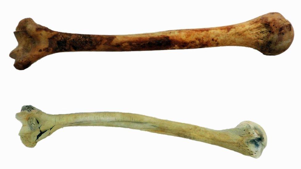 Neutron beam aimed at 'un-burning' bone - BBC News