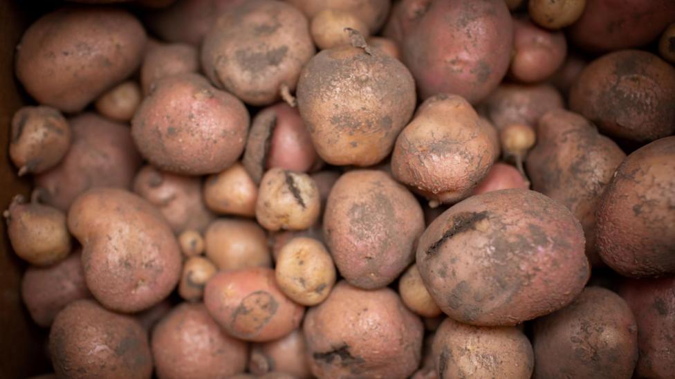 Heat-resisting potatoes grown in Illinois in climate change study - BBC ...