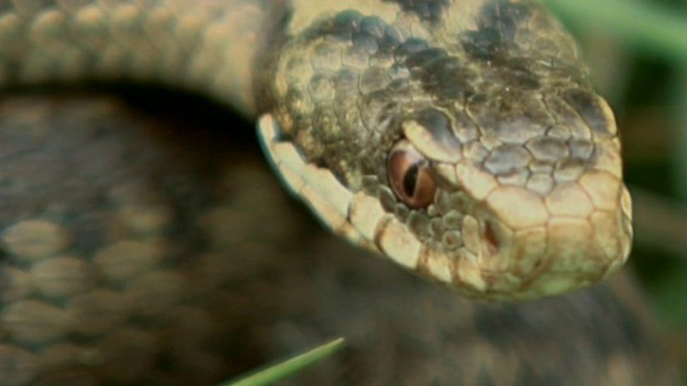 Adder bites woman at Whixall Moss in Shropshire - BBC News