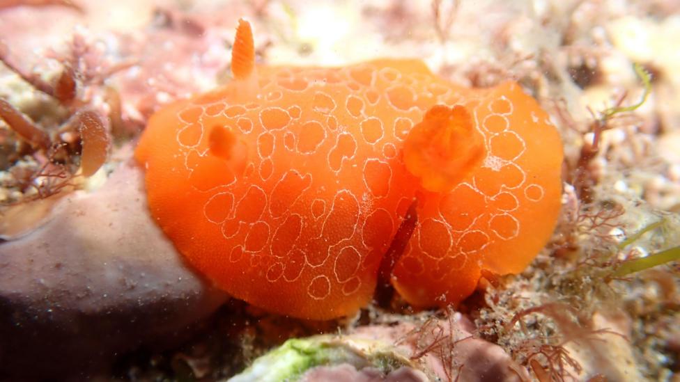Devon enthusiast explains why she loves 'jazzed up' sea slugs - BBC News
