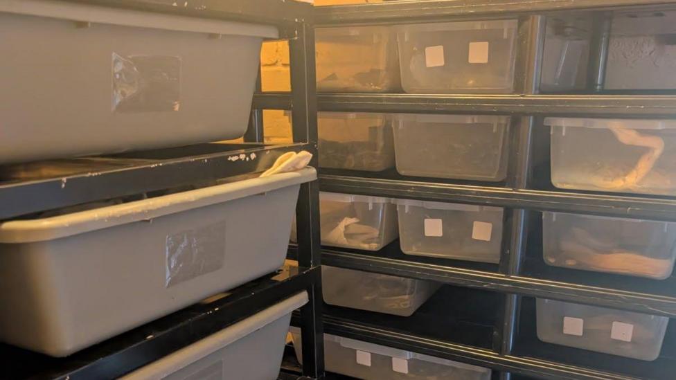 70 Royal Python snakes neglected in a home rescued by centre - BBC News