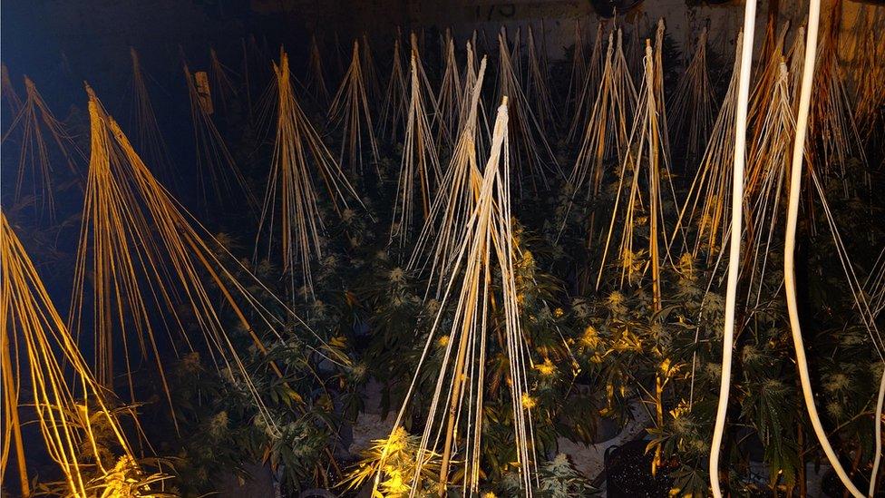 Birds found at £500k cannabis farm in Oldham - BBC News
